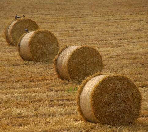 A Comprehensive Guide to Wheat Straw Pellet Production
